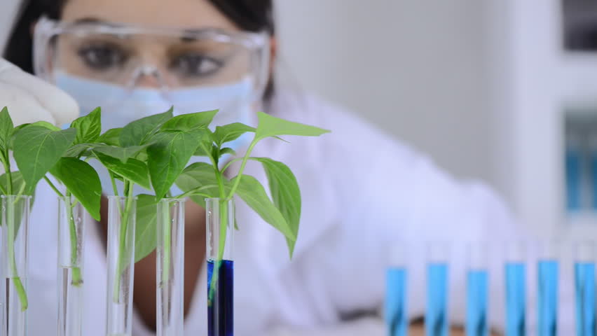 GMO Plant Genetics Laboratory Stock Footage Video 4500404 | Shutterstock