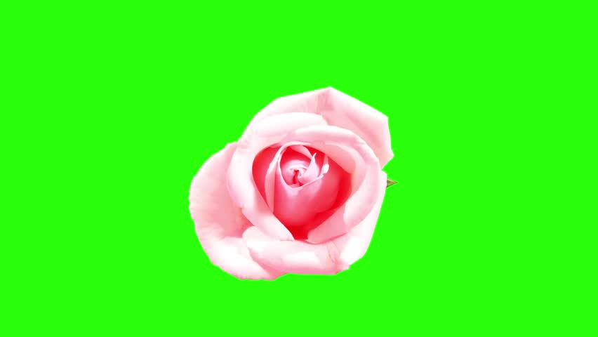 Blooming Green Roses Flower Buds Green Screen, FULL HD. (Rose Super ...