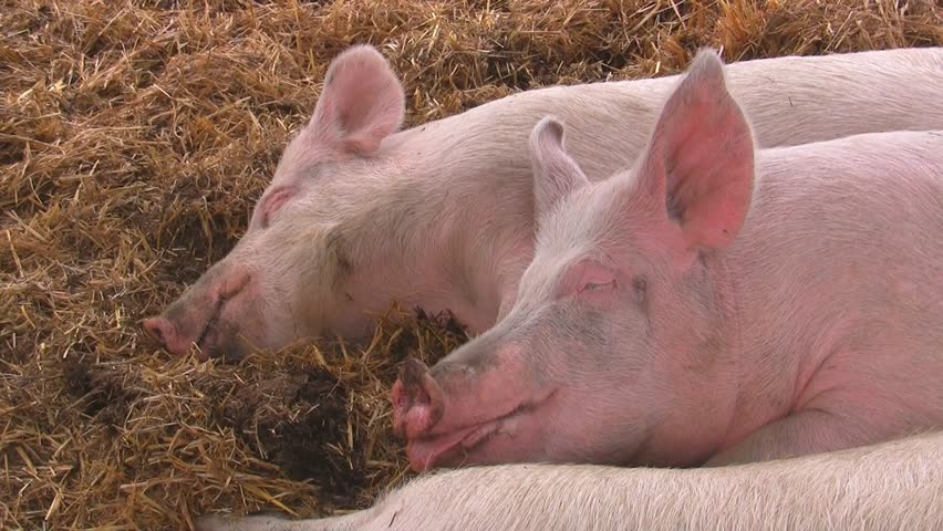 Happy Pigs Yawning in Straw Stock Footage Video (100% Royalty-free ...