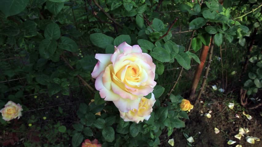 Chinese Rose-push Shot. the Flower`s Stock Footage Video (100% Royalty ...