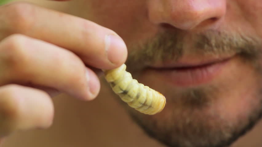 Unidentified Larva Crawling On White Background Stock Footage Video ...