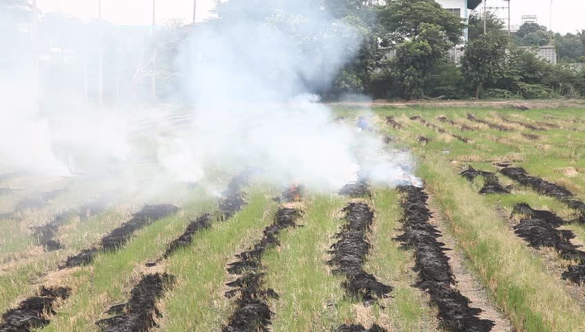 Fire Burning Rice Straw, the Stock Footage Video (100% Royalty-free ...