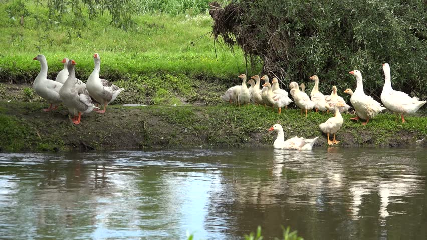 Ultra Hd 4k Goose, Geese Stock Footage Video (100% Royalty-free ...