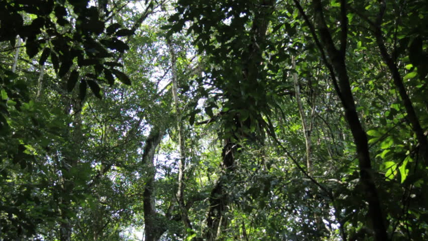 Rain Forest, Selva Lacandona, Chiapas. Video de stock (totalmente libre ...