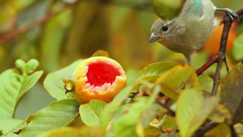 Stock Video Clip of Bird eating fruit | Shutterstock