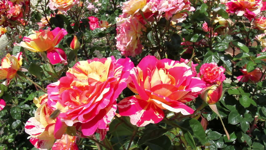 Troika Rose Bush In Bloom With Large Coppery-orange Flowers + Zoom Out ...