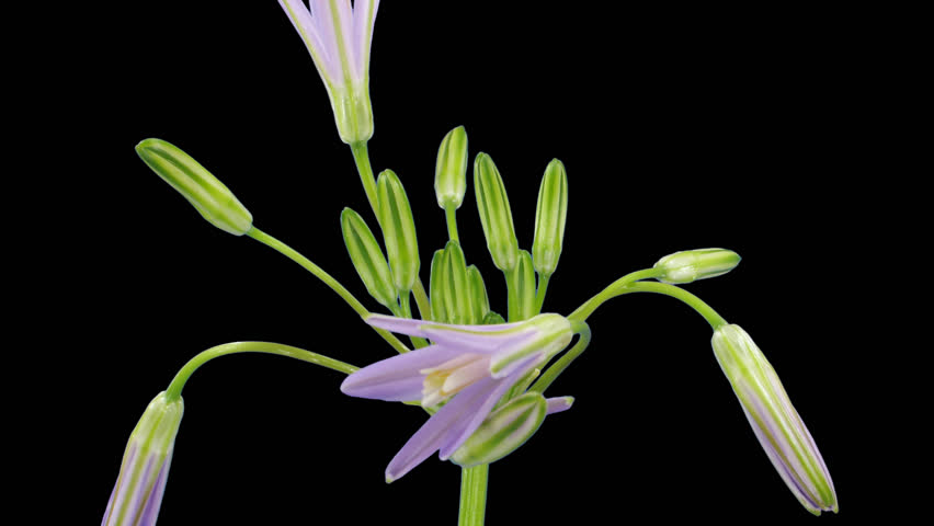 Time-lapse Of Growing And Blooming Brodiaea Flower 1x1 In PNG+ Format ...