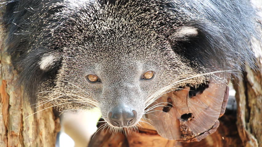 Palawan bearcat Stock Video Footage - 4K and HD Video Clips | Shutterstock
