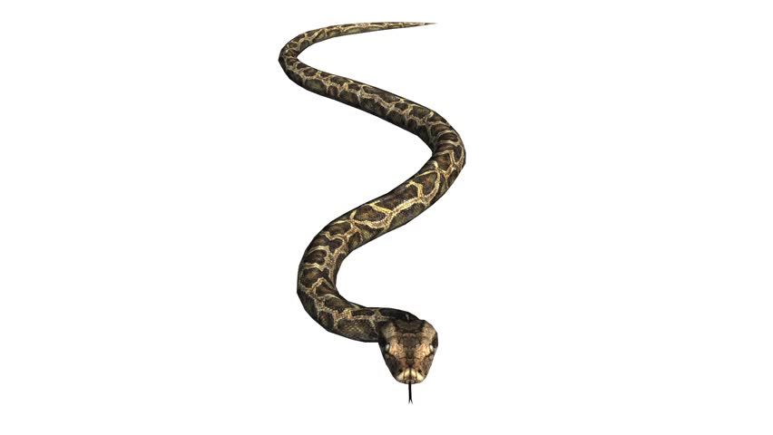 Snake Jungle Carpet Python Crawling Stock Footage Video (100% Royalty ...