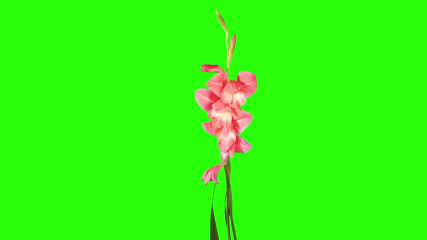 Blooming Green Roses Flower Buds Green Screen, FULL HD. (Rose Super ...