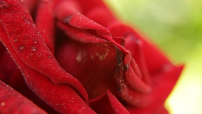 Red Roses Moving in the Stock Footage Video (100% Royalty-free) 6883483 ...