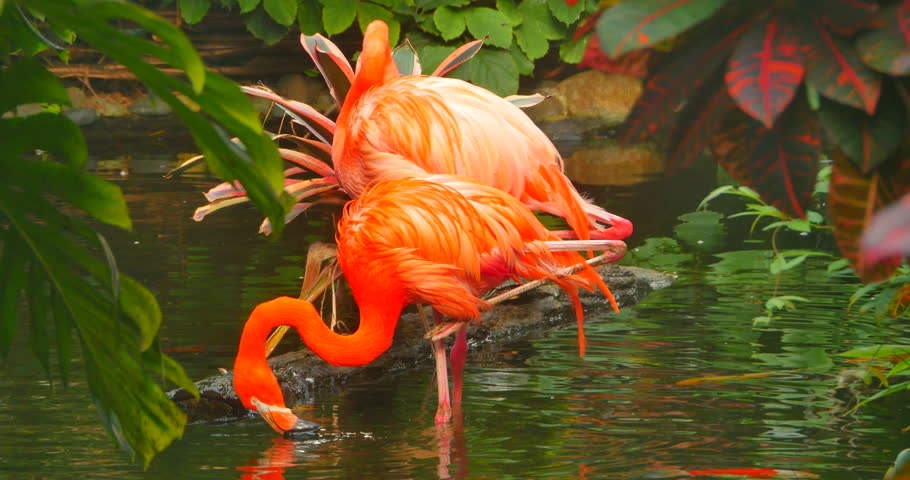 Do Flamingos Live In The Amazon Rainforest