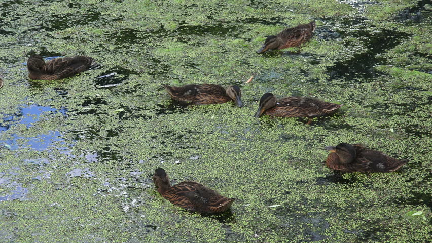 Duck the Overgrown Pond. Shot Stock Footage Video (100% Royalty-free ...