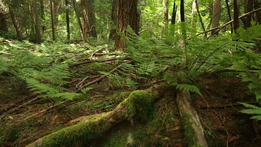 Pacific Northwest Forest Dolly Shot. A Steadicam Dolly Shot In A Lush ...