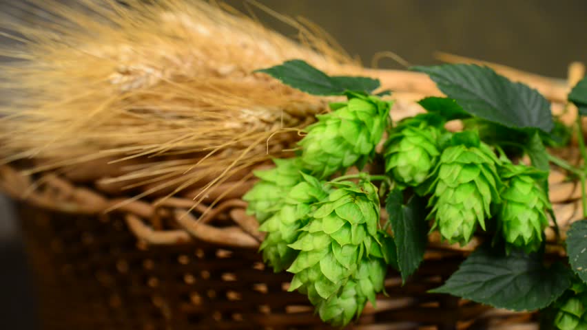 Hops and Barley Malt in Stock Footage Video (100% Royalty-free) 7313443 ...