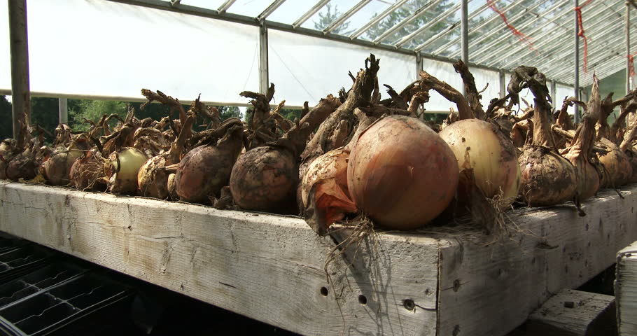 Organic Onions Drying and Being Stock Footage Video (100% Royalty-free ...