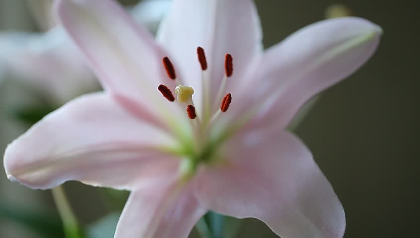 Inflorescence Flower Lily Pink Stock Footage Video (100% Royalty-free ...