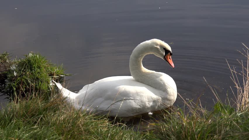 Swam Family Stock Footage Video 6699344 | Shutterstock