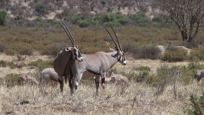 Stock video of a large antelope mating in the | 7398853 | Shutterstock
