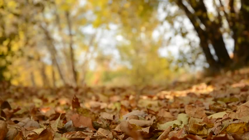 Autumn Leaves Falling in Autumnal Stock Footage Video (100% Royalty ...