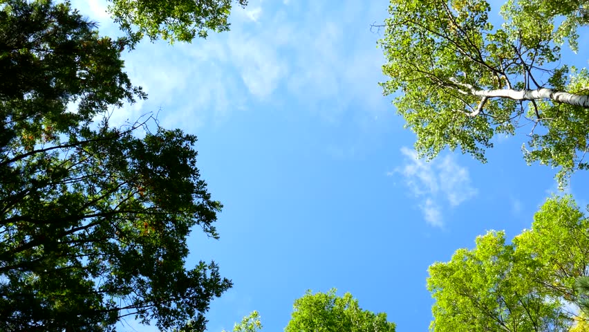 Pure Nature, Trees Swaying in Stock Footage Video (100% Royalty-free ...