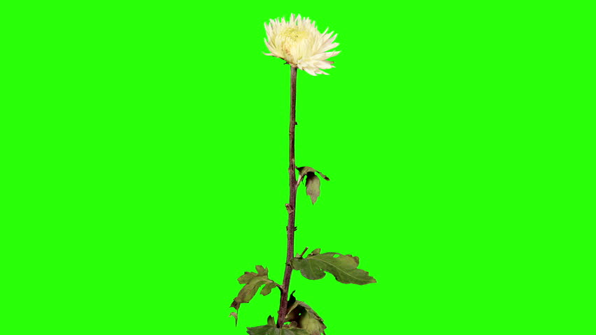 Blooming Green Roses Flower Buds Green Screen, FULL HD. (Rose Super ...