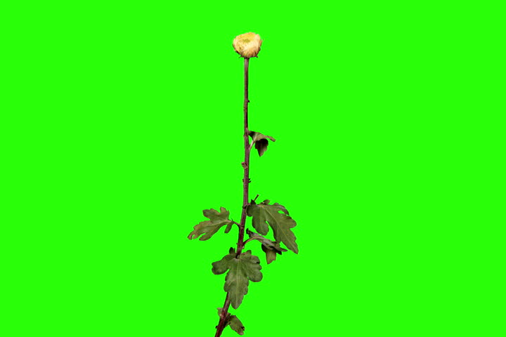 Blooming Green Roses Flower Buds Green Screen, FULL HD. (Rose Super ...