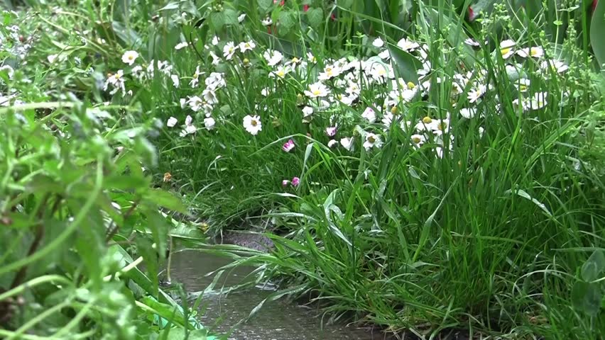 After A Torrential Spring Rain, It Made ??a Puddle In The Garden. Drops ...