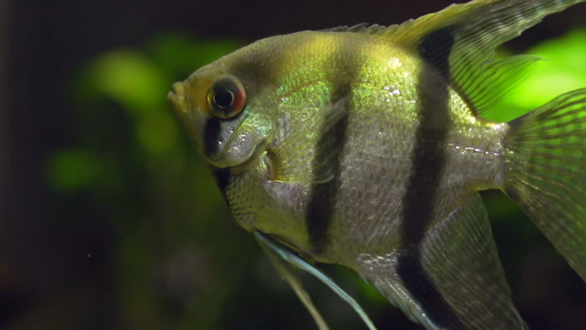 Golden Barb Or Golden Dwarf Barb In Aquarium. The Golden Barb Or Golden ...