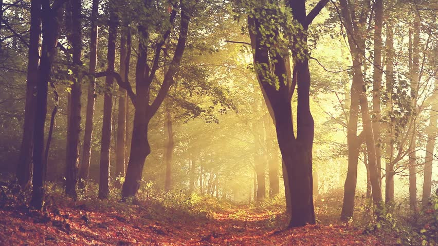 Stock video of morning sun rays through the trees. | 7803613 | Shutterstock