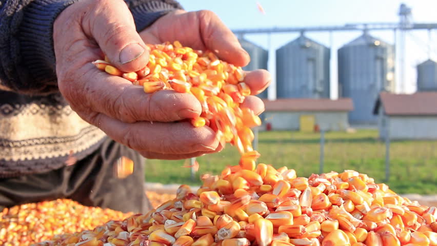 Corn Grain in a Hand Stock Footage Video (100% Royalty-free) 7871653 ...