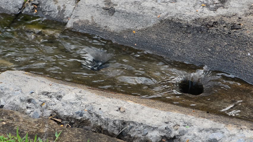 Stock video of water flowing down the drain after | 7944913 | Shutterstock