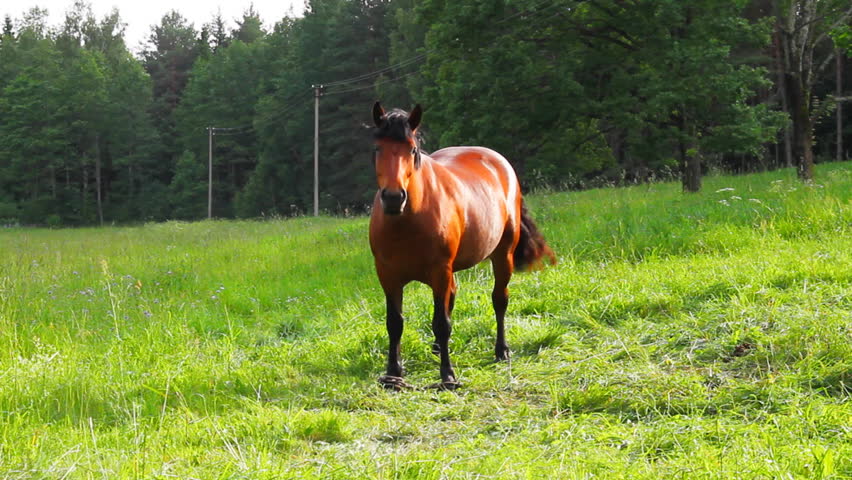 Horse On the Meadow Stock Footage Video (100% Royalty-free) 798253 ...
