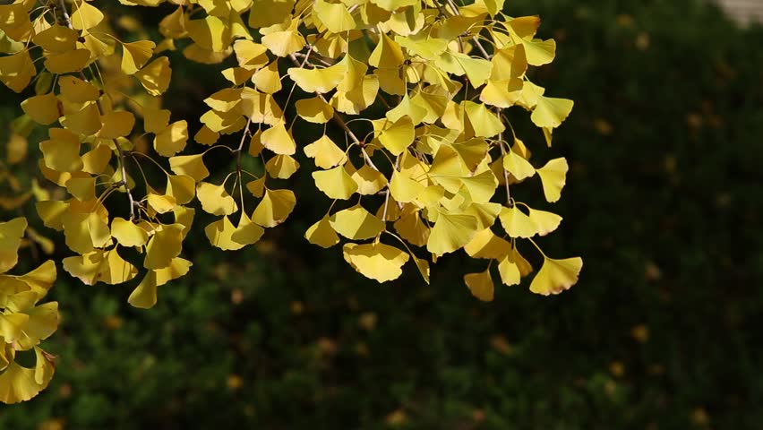 Yellow Gingko Leaves (ginkgo Biloba Stock Footage Video (100% Royalty ...