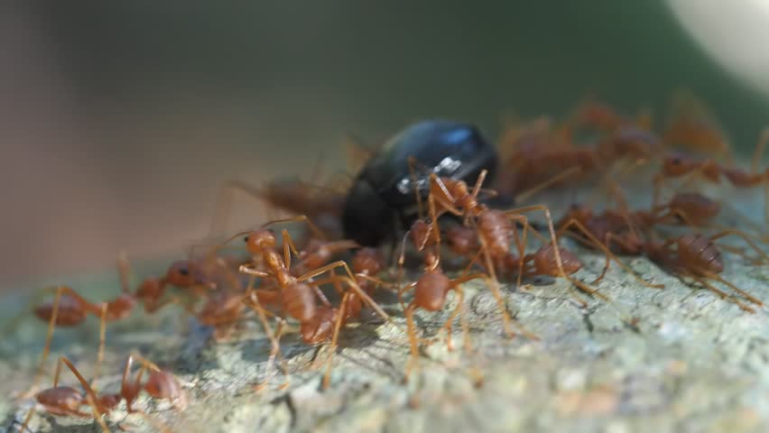 A Group Of Ants Carry The Claw Of A Dead Eagle Stock Footage Video ...