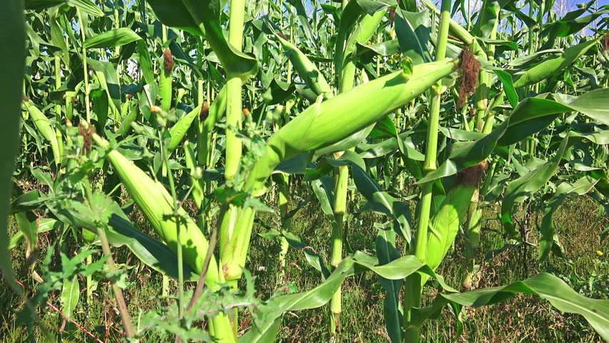 Corn Field. 4k Uhd Steadycam Stock Footage Video (100% Royalty-free ...