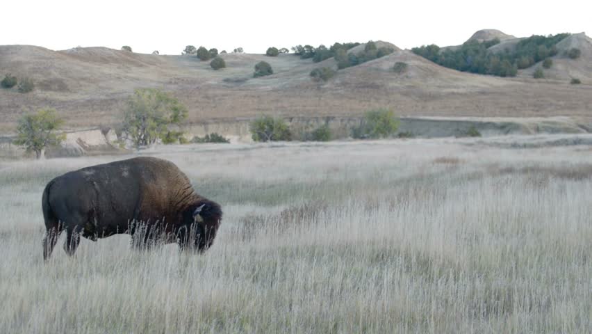 Wild Buffalo Roaming Near the Stock Footage Video (100% Royalty-free ...