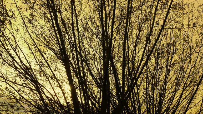 Intricate Branches Swaying in the Stock Footage Video (100% Royalty ...