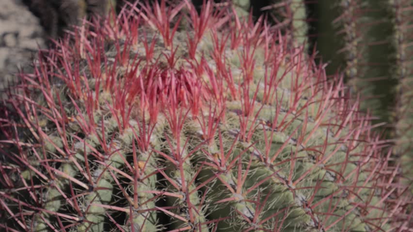 A barrel Cactus with red spikes image - Free stock photo - Public ...