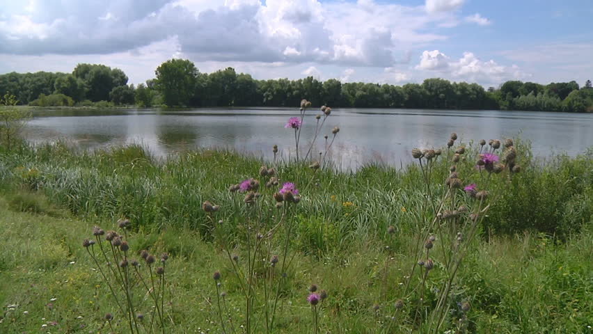 Wide Shot of Thistle Near 스톡 동영상 비디오(100% 로열티프리) 8542963 | Shutterstock