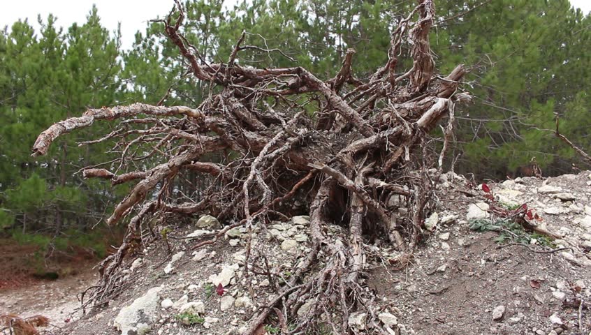 Stock video of big pulled up root. deforestation. | 8552413 | Shutterstock