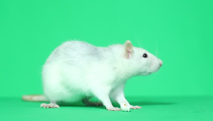 Funny Rat Washing Himself Green Stock Footage Video (100% Royalty-free ...