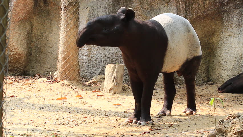 Malayan Tapir, 1920x1080 Stock Footage Video (100% Royalty-free ...