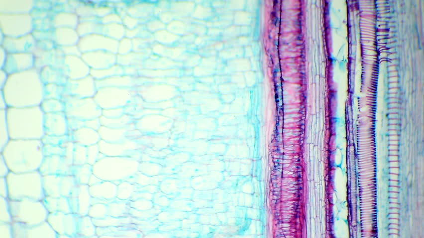 Stock video of longitudinal section of the stem of | 8902723 | Shutterstock