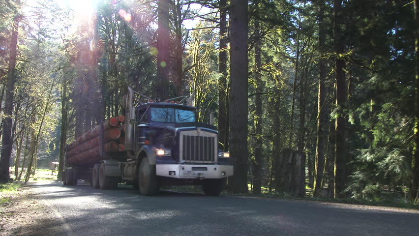 Logging Truck With Full Load Of Fresh Cut Timber Driving Up Forest Road ...