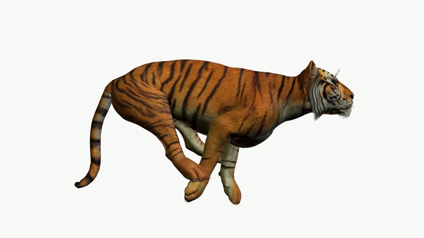 คลิปวิดีโอสต็อกของ Tiger running on a white background | Shutterstock