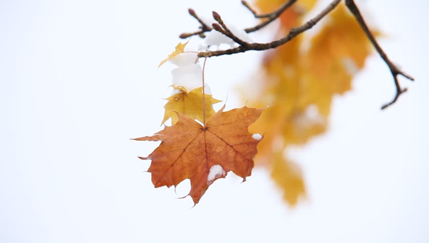 Couple Of Red Oak Tree Autumn Leaves Falling On The Fresh White Winter ...