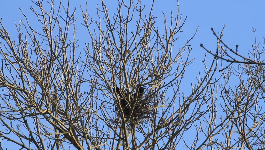Stock video of crows ,raven, nest building in a | 9224993 | Shutterstock