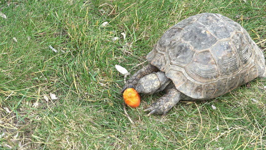 Turtle Eating Carrot 4k Stockvideos & Filmmaterial (100 % lizenzfrei ...