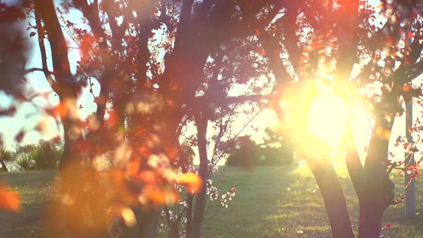 Spring Blossom Background. Beautiful Nature Scene With Blooming Tree ...